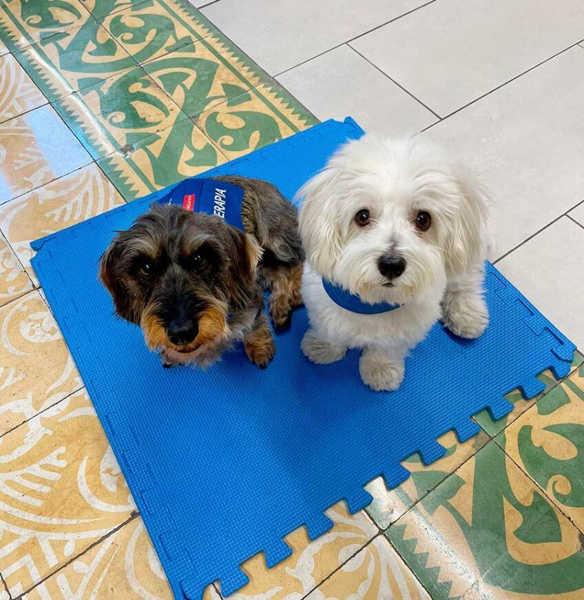 El perro de Terapia: Sus características y cualidades | Entrelazadogs